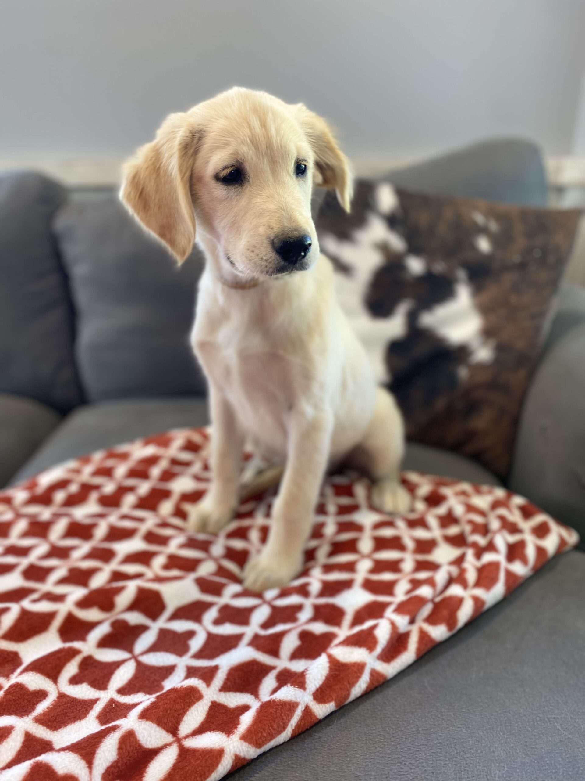 AKC Golden Retrievers - Golden Acres Puppies